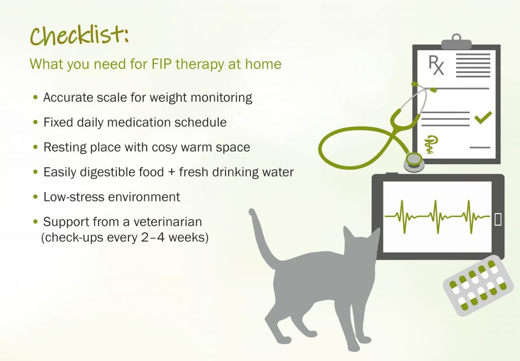 FIP in cats – Symptoms, causes, and treatments | Cat’s Best