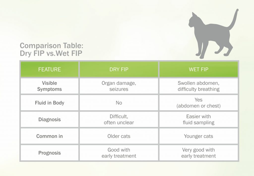 FIP in cats – Symptoms, causes, and treatments | Cat’s Best